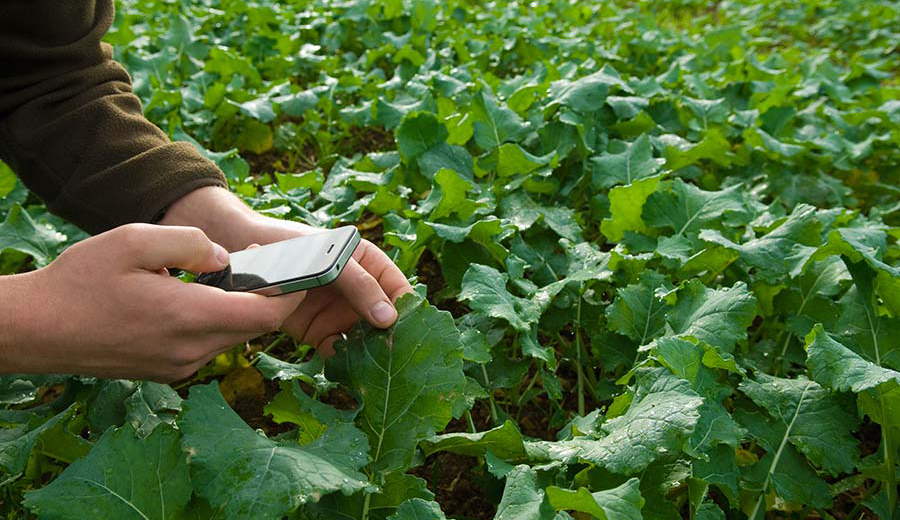 Plant Tissue Testing Agriculture And Food SGS UK plant-tissue-testing-agriculture-and-food-sgs-uk
