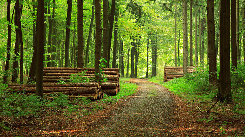 Forestry | SGS UK Forestry | SGS UK